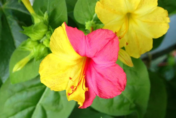 Miracle flower Stock Photos, Royalty Free Miracle flower Images ...