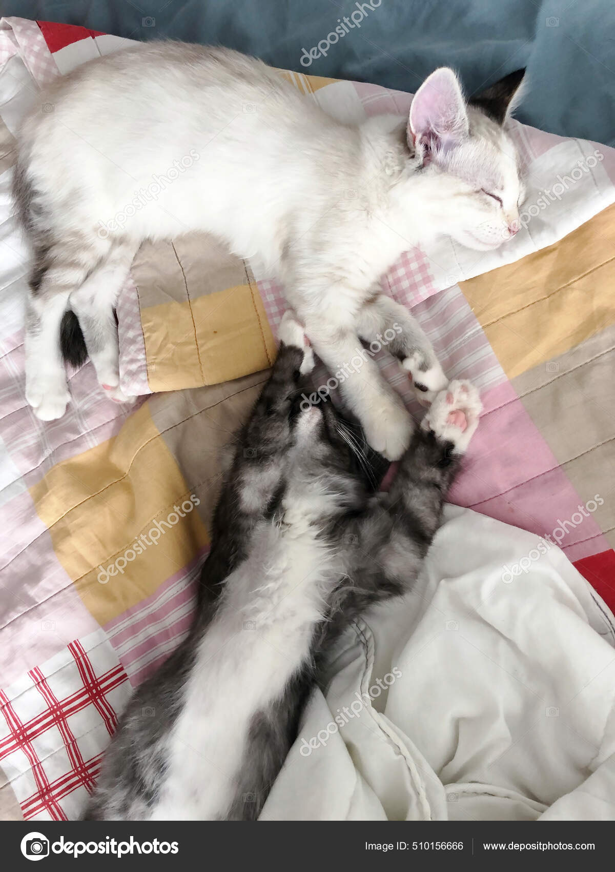 Two Cute Kittens Cuddle Sleep Bed — Stock Photo © flurno.art #510156666