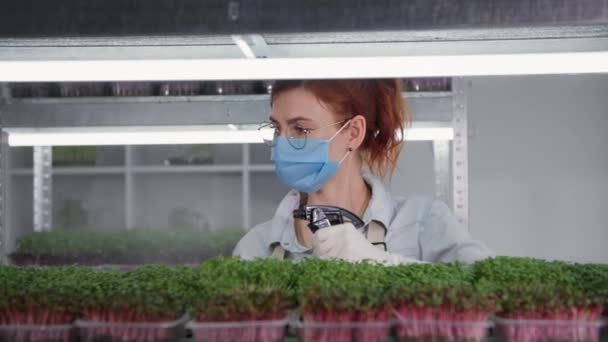 438 Micro ervas Videos, Royalty-free Stock Micro ervas Footage ...