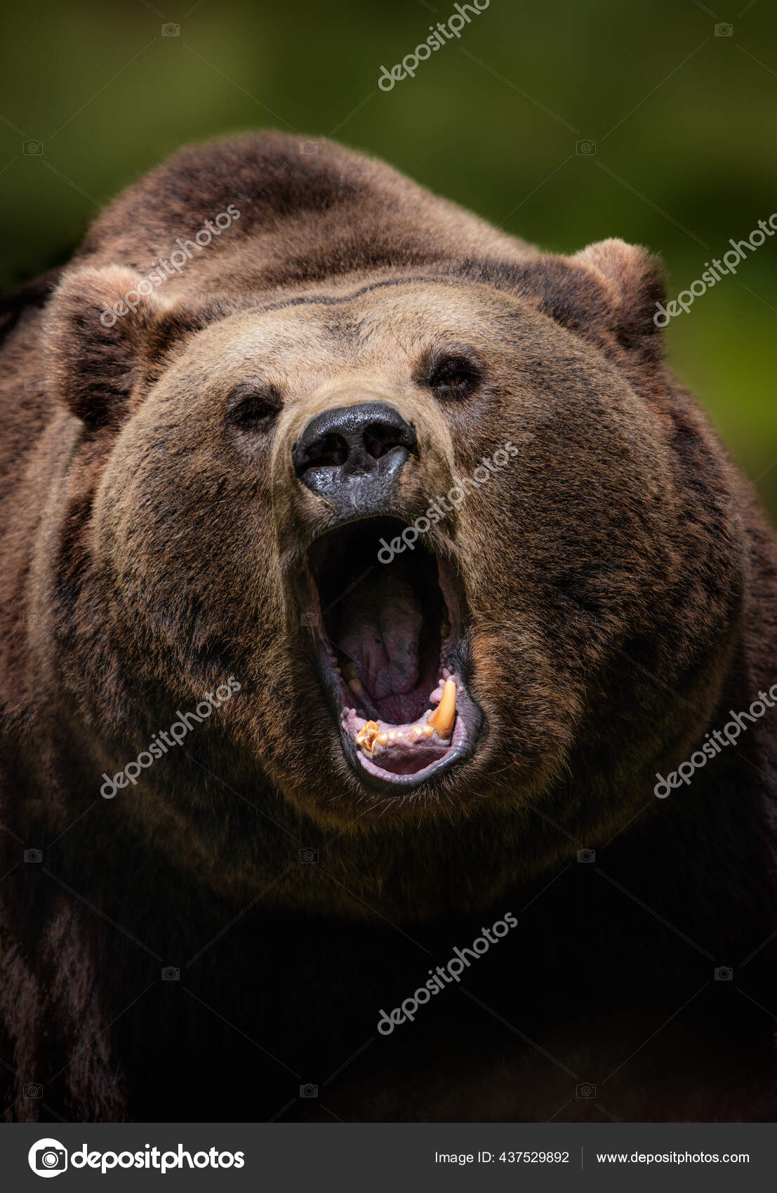 Brown Bear Teeth