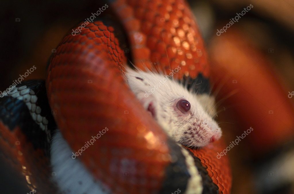 Milk snake with mouse — Stock Photo © turtleman #101384124