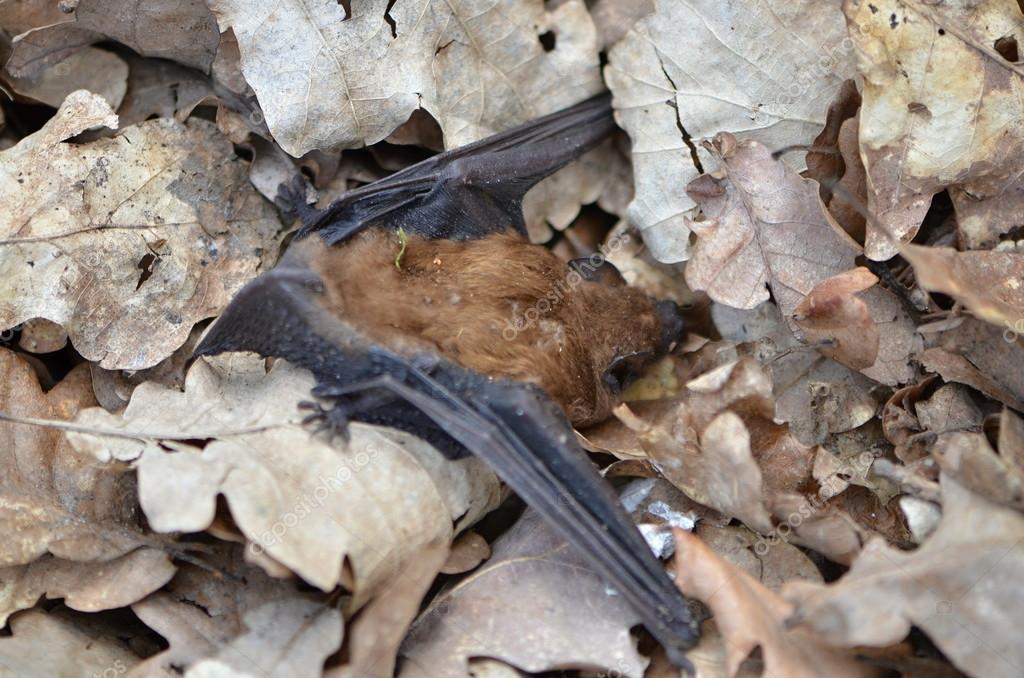 Bat - Common noctule Stock Photo by ©turtleman 105574350