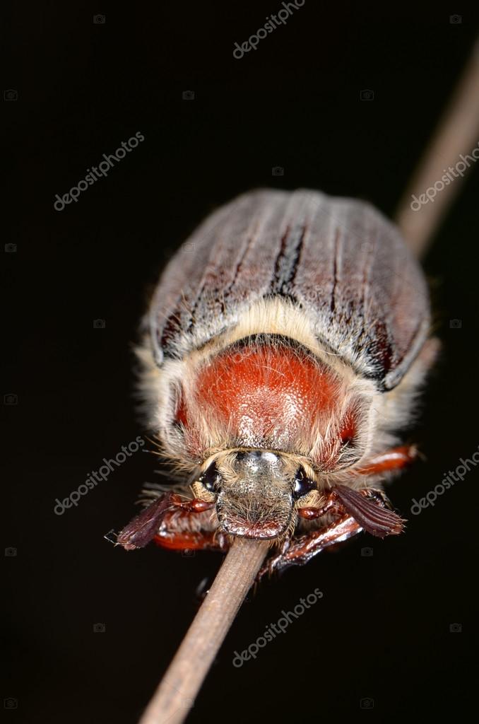 Cockchafer (Melolontha melolontha) — Stock Photo © turtleman #109849888