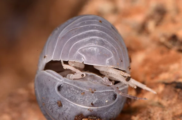 513 Roly poly Stock Photos, Roly poly Images | Depositphotos®