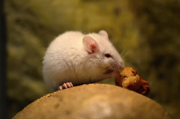 White mouse - Stock Image - Everypixel