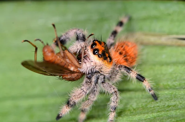 The tarantula of nature Stock Photos, Royalty Free The tarantula of ...