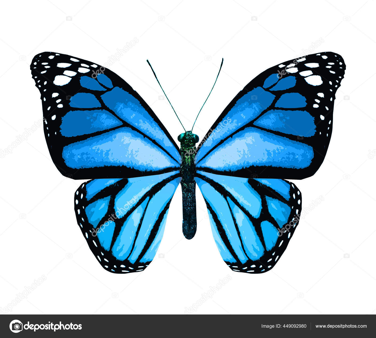 Real Blue Monarch Butterfly