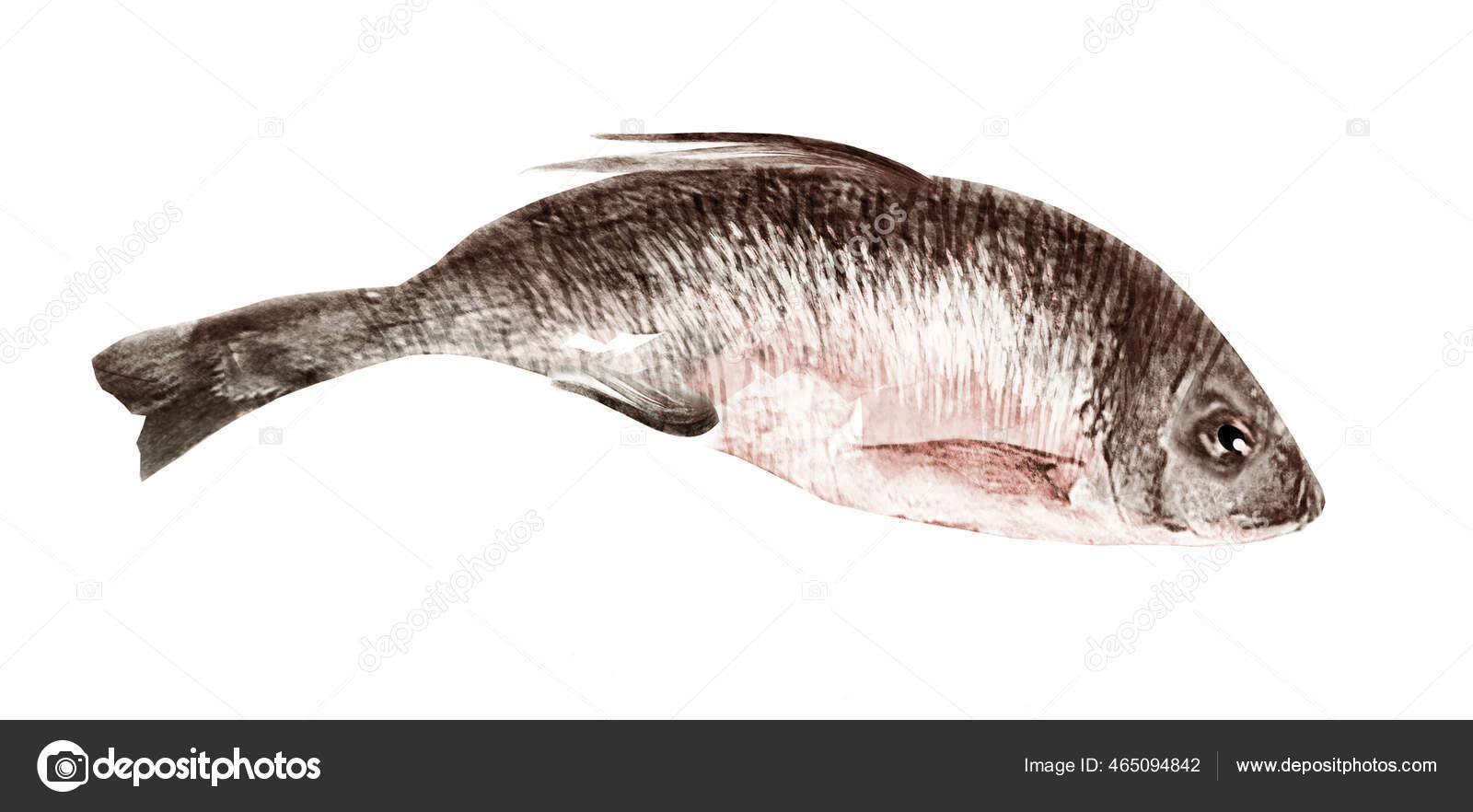 Watercolor Fish White Background — Stock Photo © sun_tiger #465094842