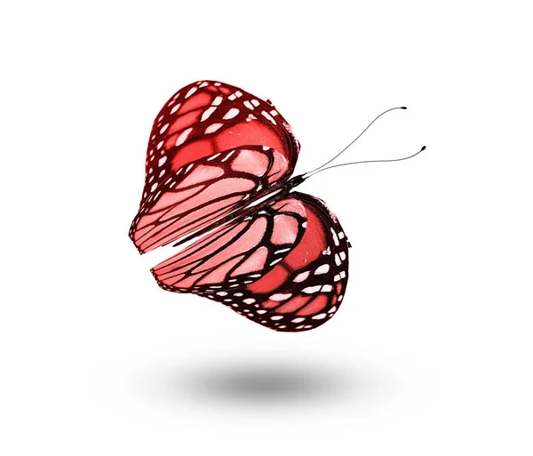 Google butterfly Stock Photos, Royalty Free Google butterfly Images ...