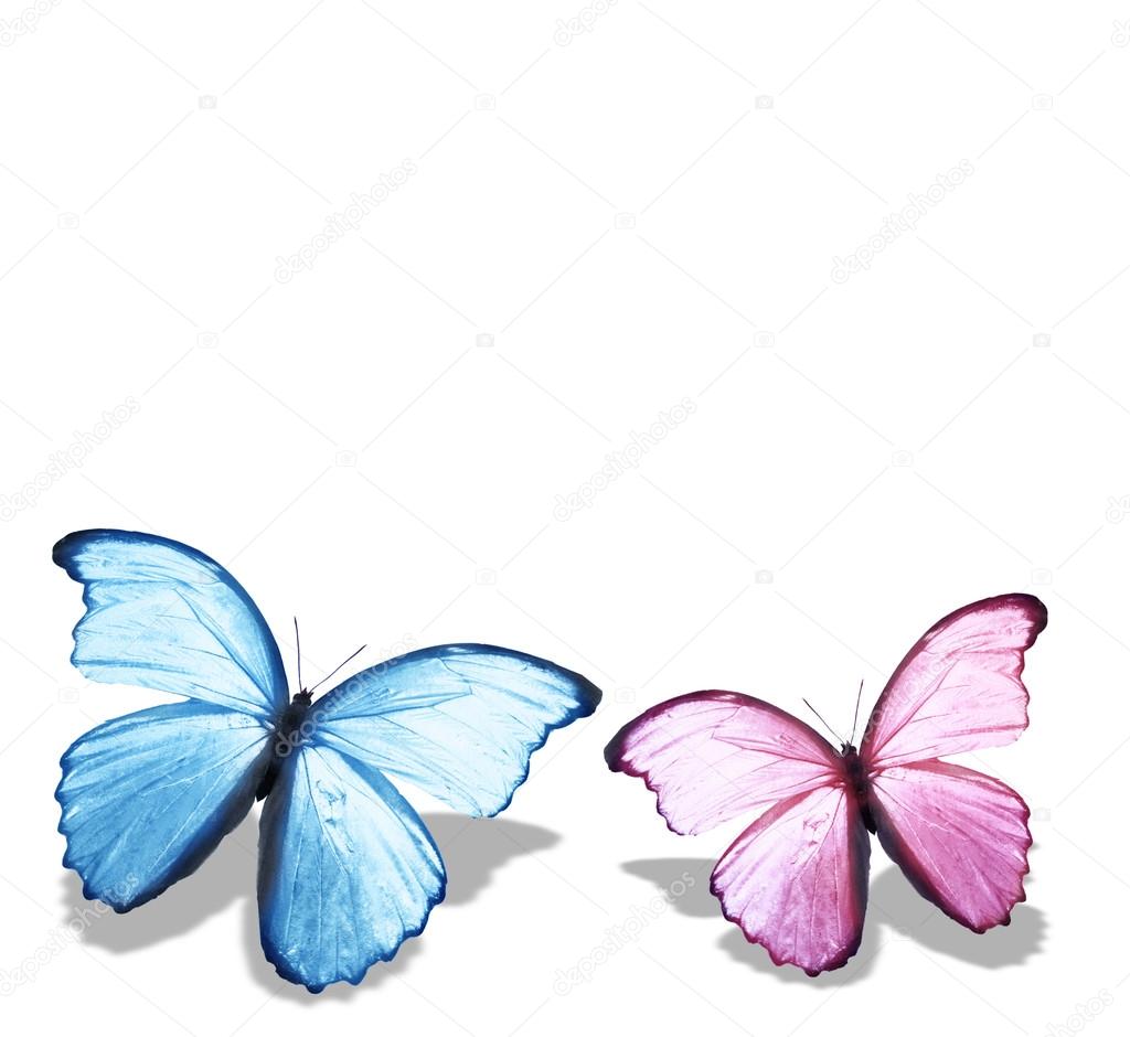 Pink And Blue Butterfly Pictures