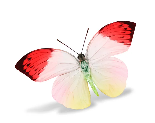 Color butterfly , isolated on white background Stock Photo by ©sun ...