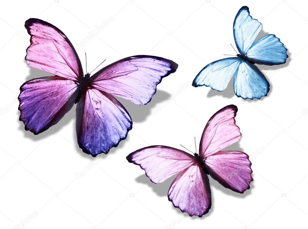 Nice Pictures Of Butterflies