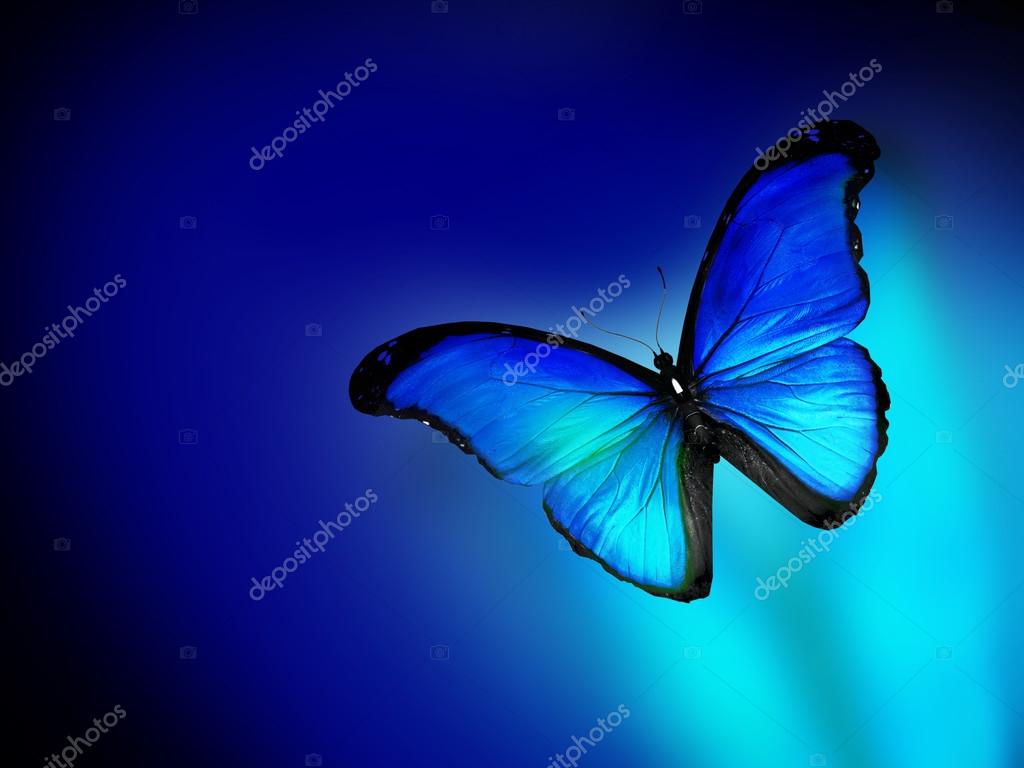 Blue butterfly Stock Photo by ©sun_tiger 57321333