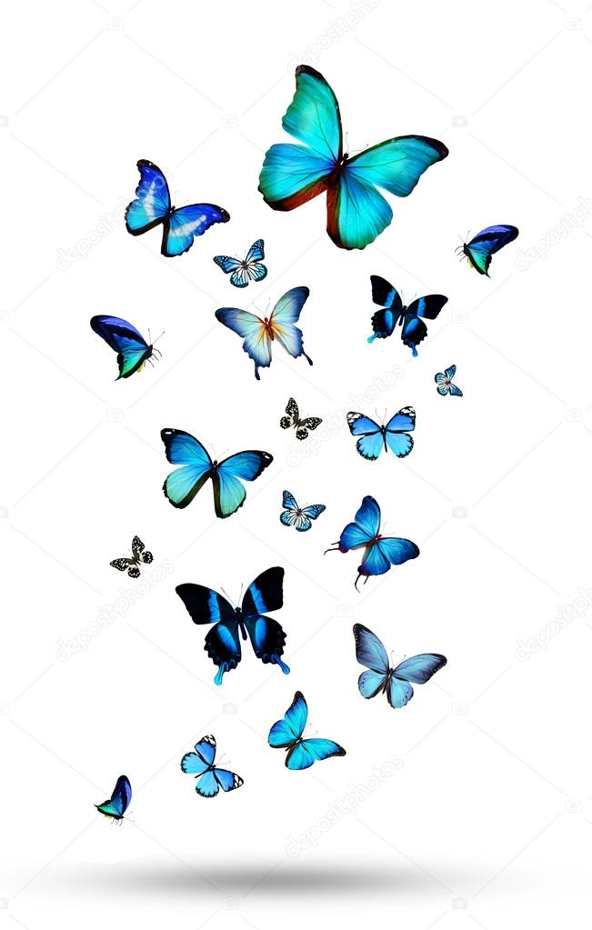 Blue butterflies flock Stock Photo by ©sun_tiger 57549735