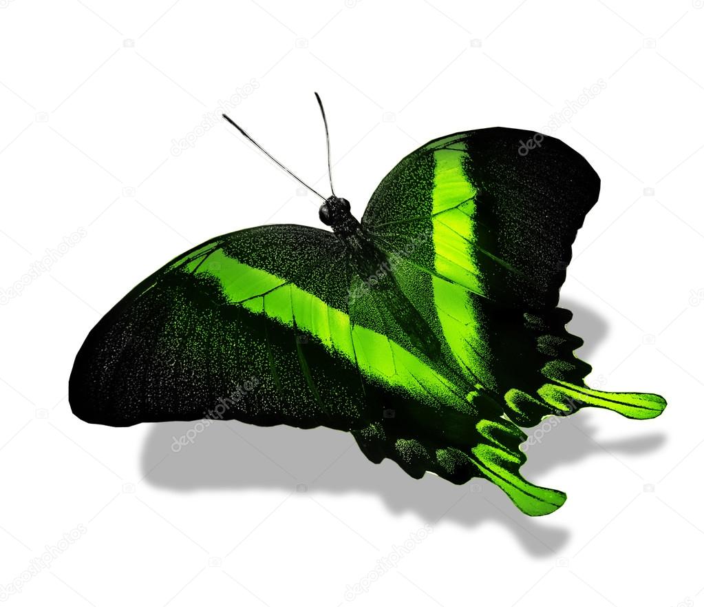 Green color butterfly Stock Photo by ©sun_tiger 59557485