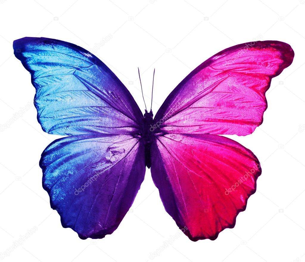 Colorful butterfly Stock Photo by ©sun_tiger 59912357