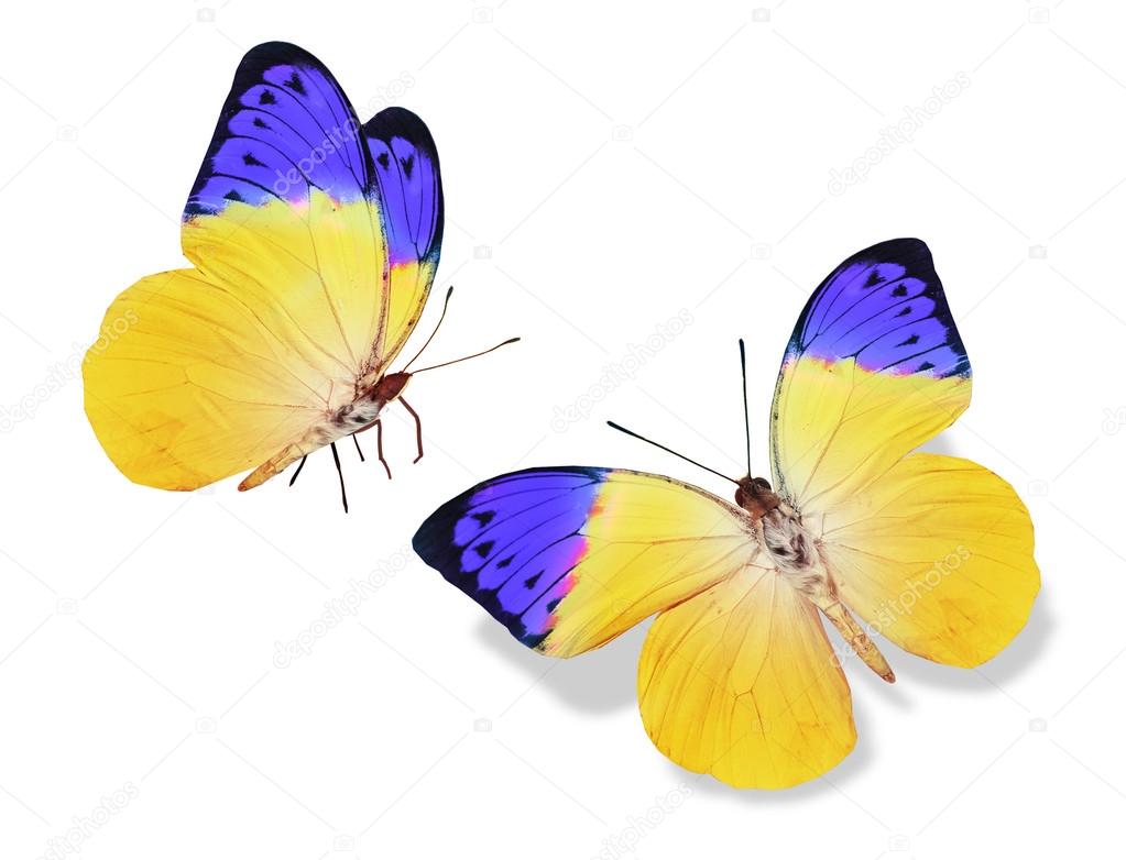 Two butterflies Stock Photo by ©sun_tiger 59964165