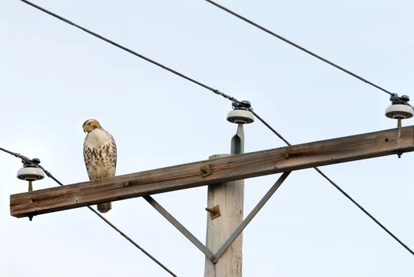 There falcon wire Stock Photos, Royalty Free There falcon wire Images ...