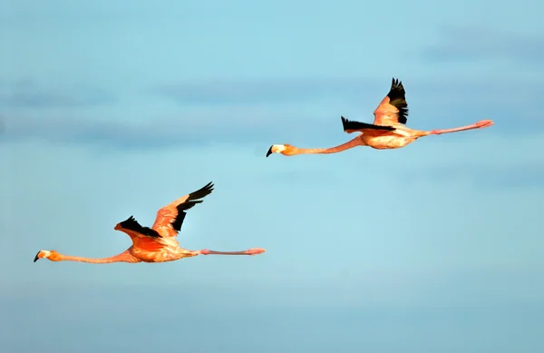 19,698,379 imágenes de Flamencos volando libres de derechos | Depositphotos