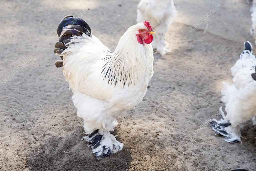 White Columbia Brahma hen — Stock Photo © MattiaATH #112136096