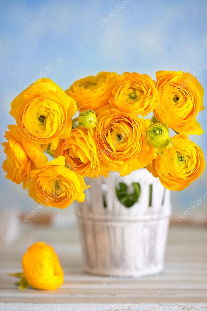Yellow ranunculus flowers . Stock Photo by ©ulchik74 106759168