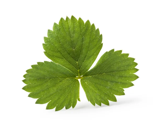 Strawberry leaf — Stock Photo © Alexan66 #6570375