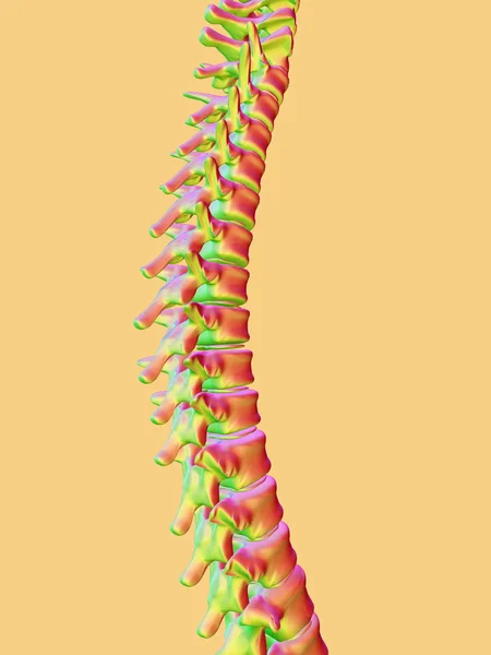 Didactic board,anatomy of human bony system, human skeletal system, the ...