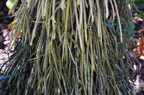 aerial roots of tropical plants — Stock Photo © lnzyx #22447263