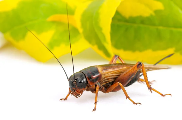 Black cricket Stock Photos, Royalty Free Black cricket Images ...