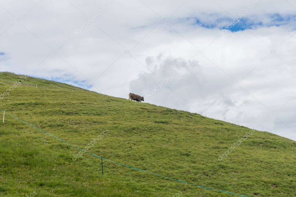 Italia, Alpe di Siusi, Seiser Alm con Sassolungo Langkofel Dolomite ...