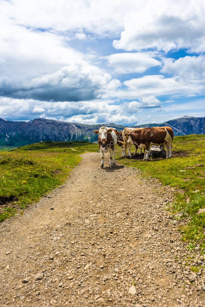 Italia, Alpe di Siusi, Seiser Alm con Sassolungo Langkofel Dolomite ...
