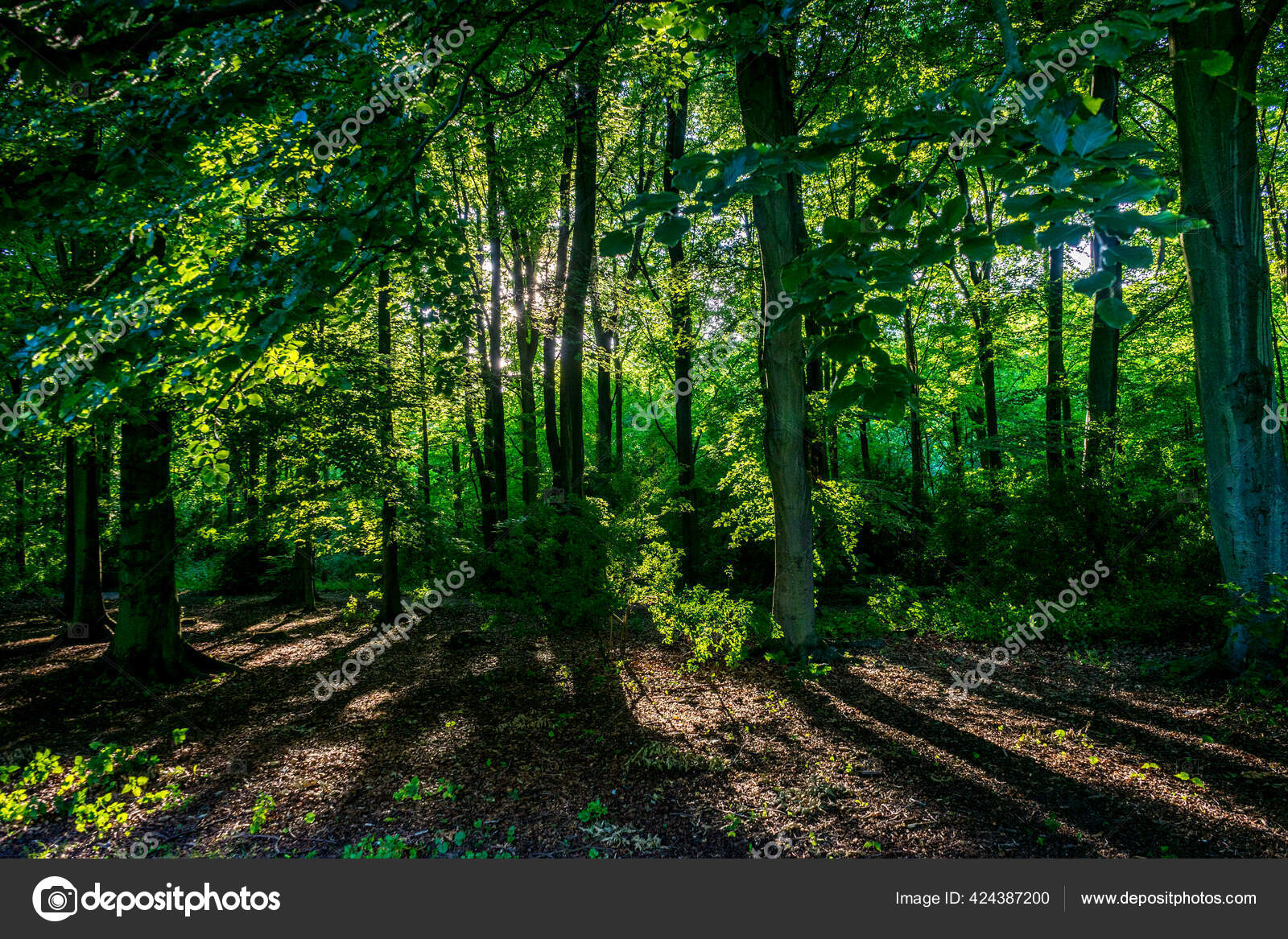 Sunlight Densely Packed Trees Haagse Bos Forest Hague Netherlands ...