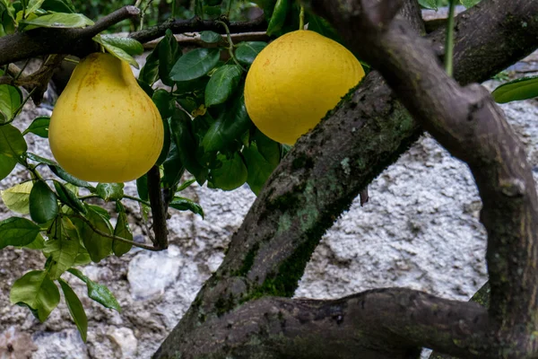 Italy, Varenna, Lake Como, a lemon orange fruit hanging from a tree ...