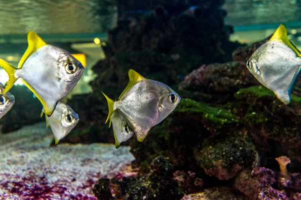 Spiny finned fish Stock Photos, Royalty Free Spiny finned fish Images ...