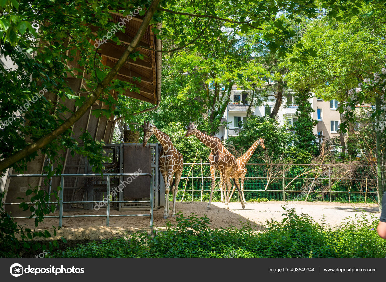 Cologne Germany May 2018 Snapshot Zoo Cologne Giraffe Cologne ...