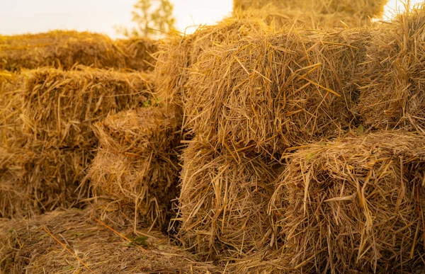 Straw bale Stock Photos, Royalty Free Straw bale Images | Depositphotos