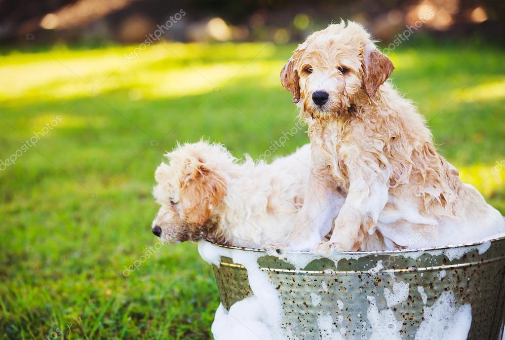Adorable Cute Young Puppies — Stock Photo © EpicStockMedia #89562132