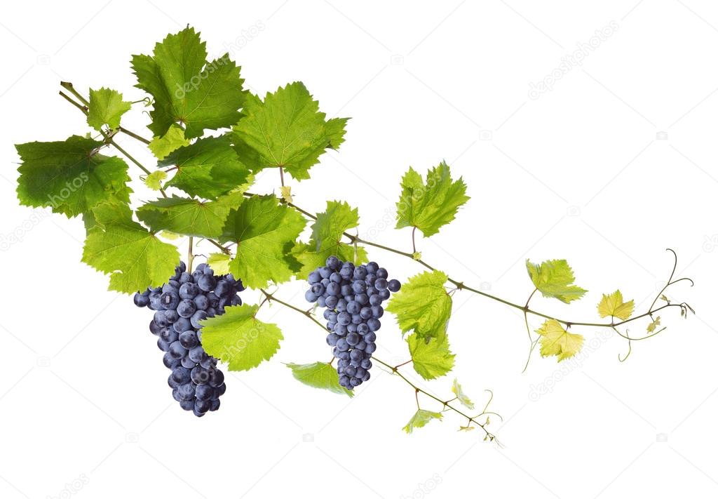 Vine leaves isolated on white Stock Photo by ©rsedlacek 56560999