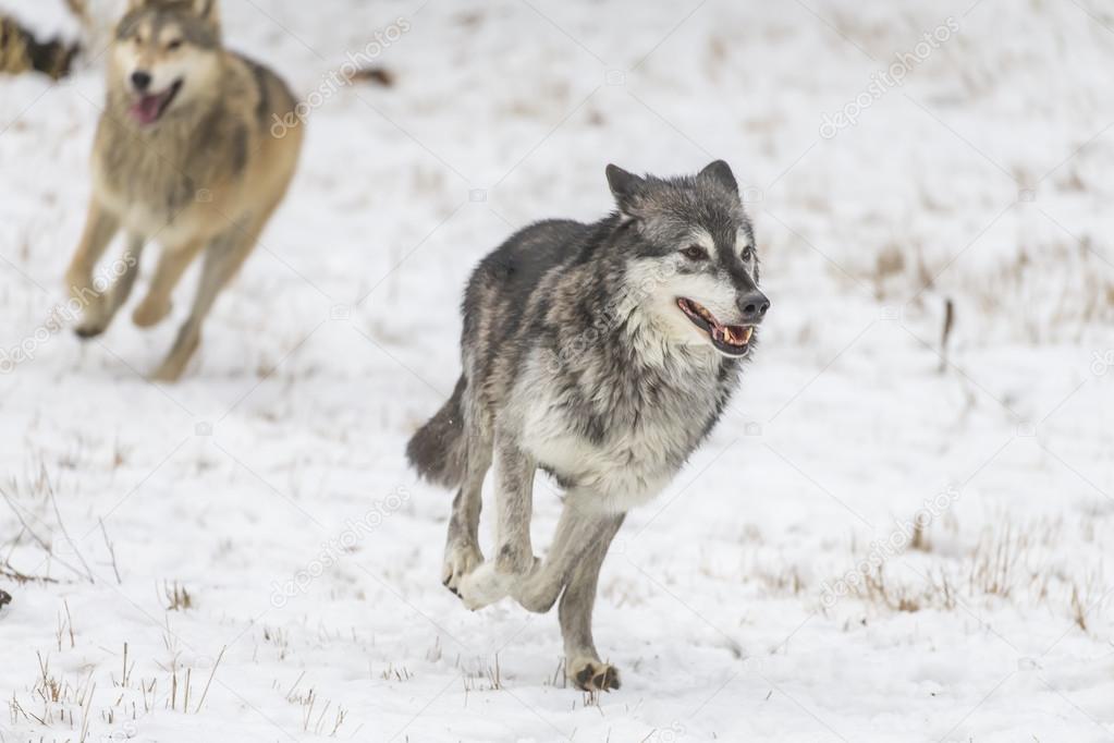 Wolf Pack Running In Snow