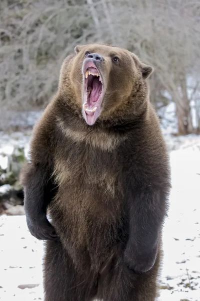 Roaring Bear Standing