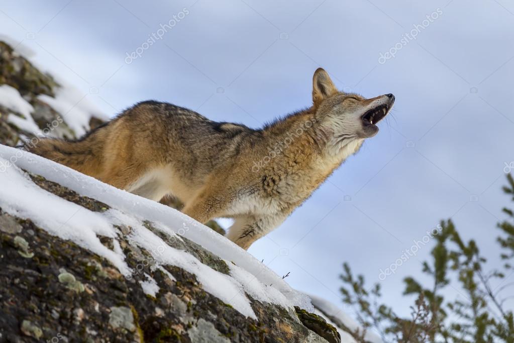 Coyote In A Forest — Stock Photo © actionsports #92587230