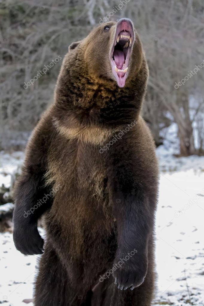 Standing Angry Grizzly Bear