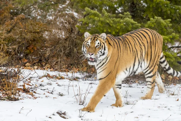 Siberian Tiger In Winter Forest — Stock Photo © kvkirillov #2070995