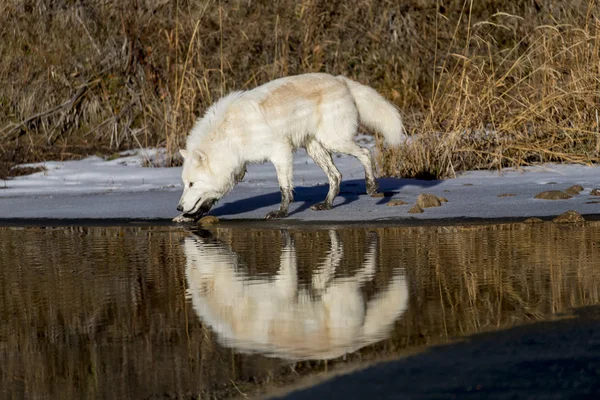 Arctic Wolves Near Water — Stock Photo © actionsports #93778494