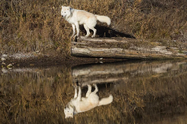 Arctic Wolves Near Water — Stock Photo © actionsports #93778494