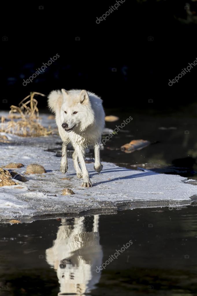 Arctic Wolves Near Water — Stock Photo © actionsports #93778434