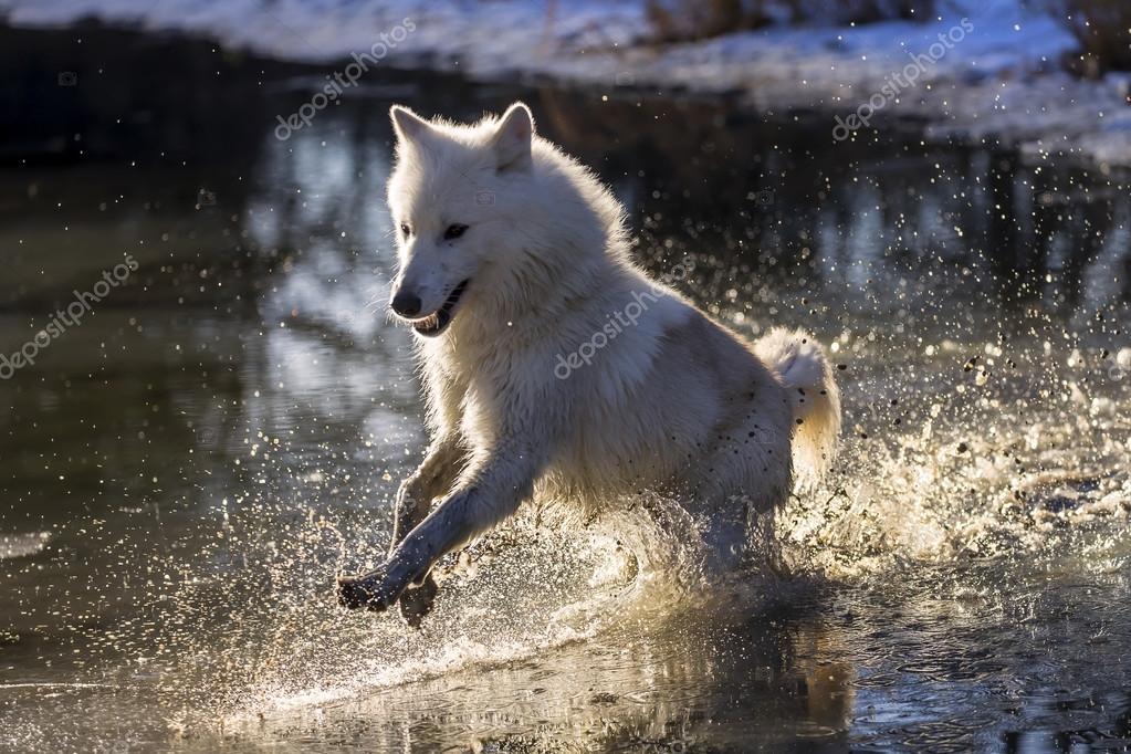 White Wolves Hunting