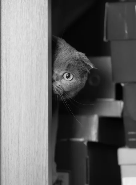 Look for the cat Stock Photos, Royalty Free Look for the cat Images ...