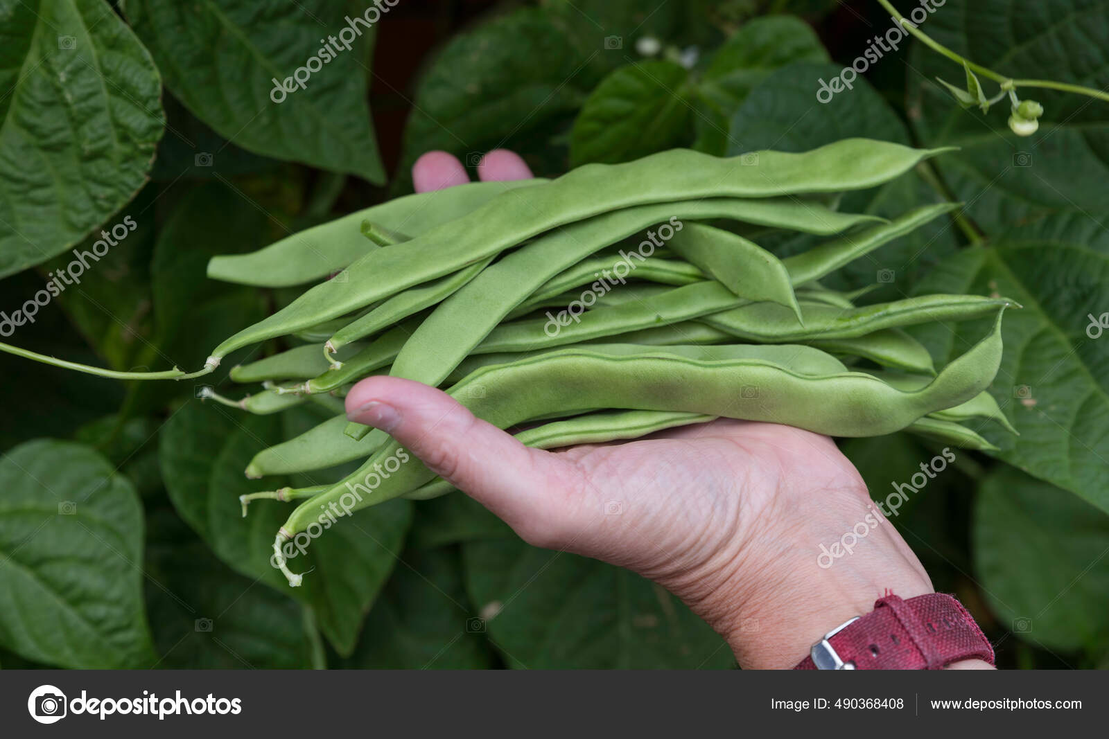 String Beans Plant