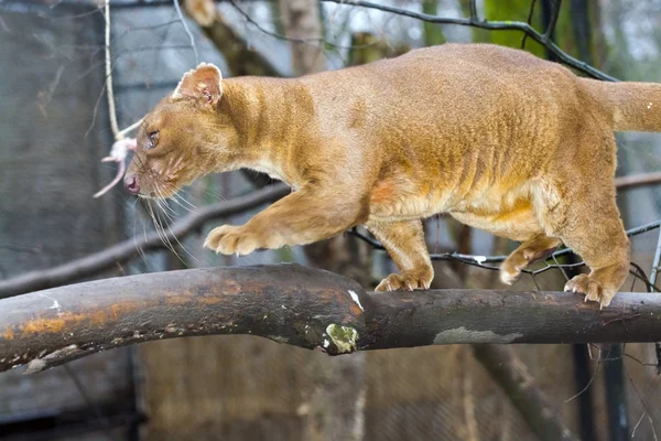 Fossa on tree Stock Photo by ©belizar 105011730